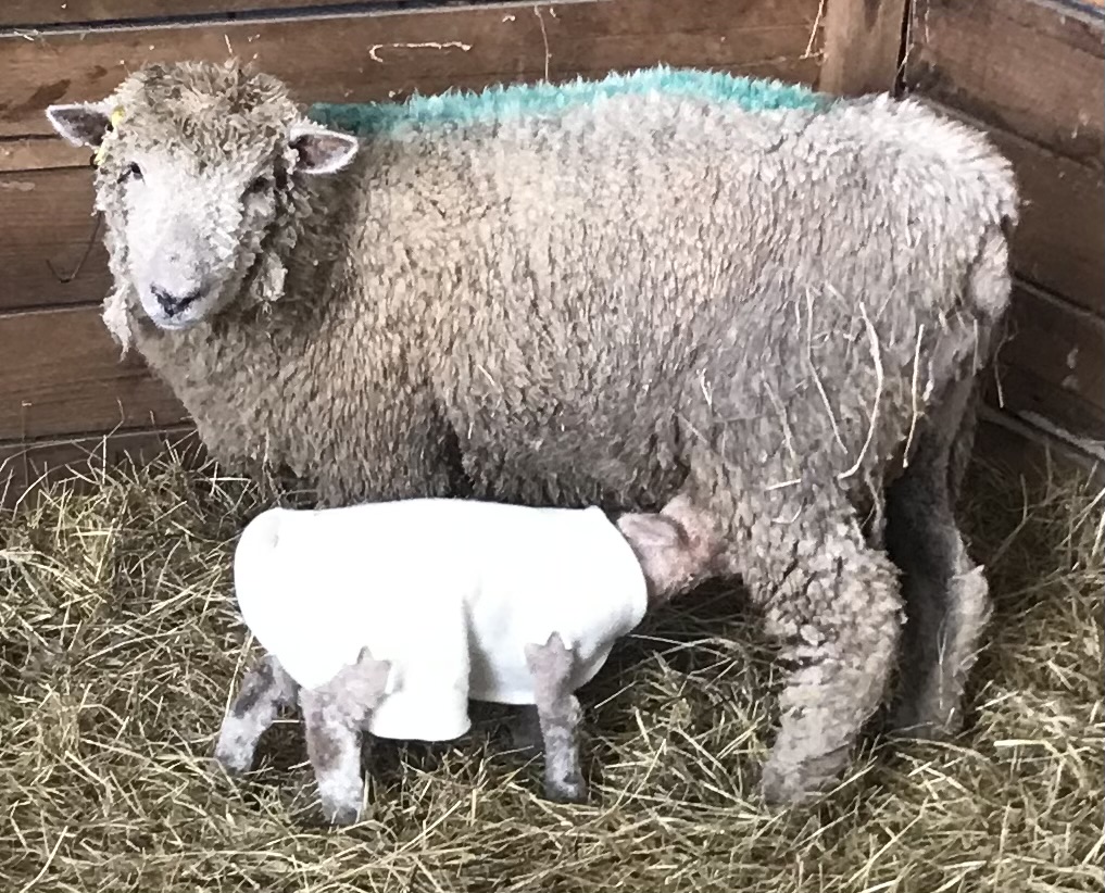 Babydoll Sheep | Pilyara Kennels & Babydoll Stud